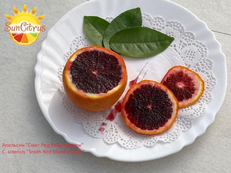 Апельсины \ C. Sinensis