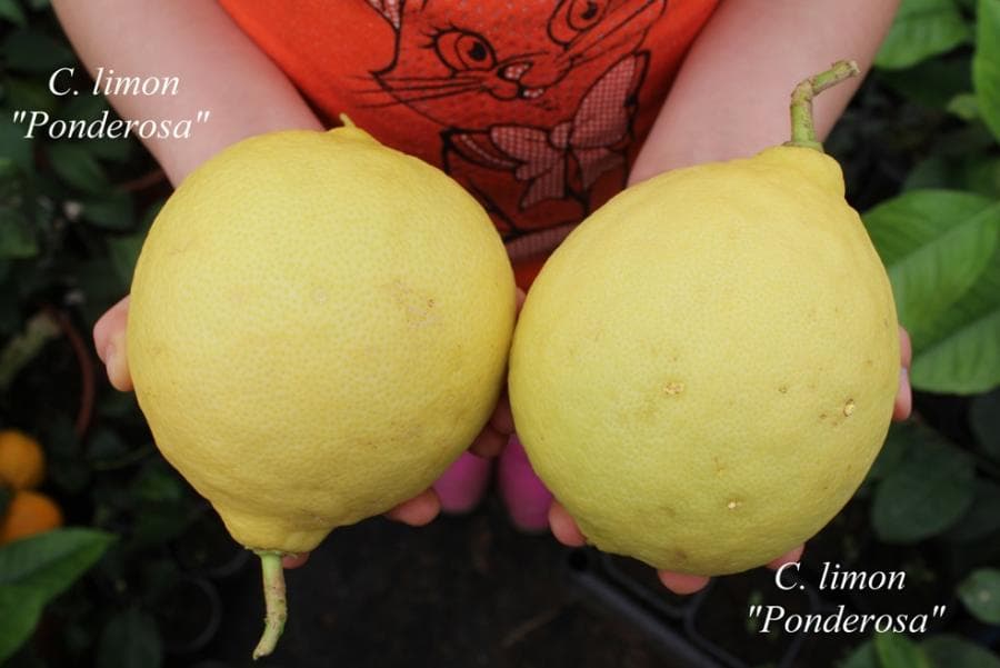Лимоны \ C. Limon
