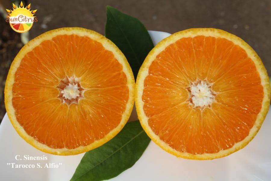 Апельсины \ C. Sinensis