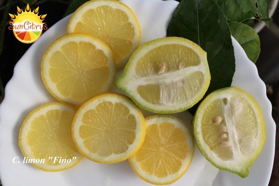 Лимоны \ C. Limon