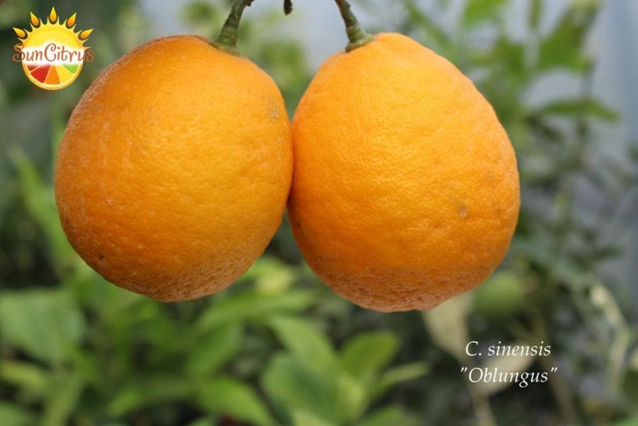 Апельсины \ C. Sinensis