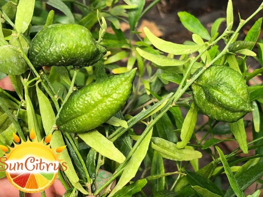 Микроцитрусы \ Microcitrus