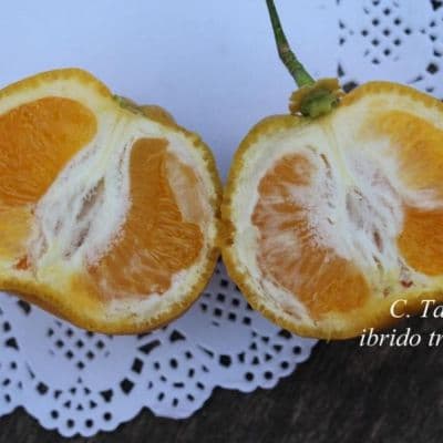 Тангор \ Tangor