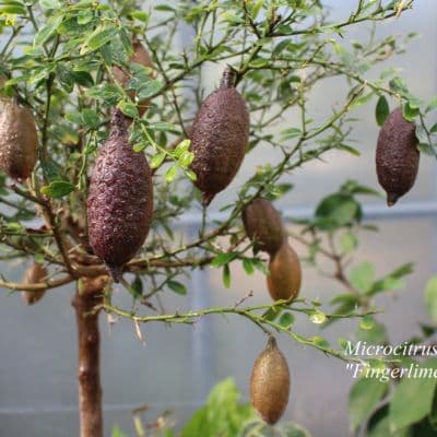 Микроцитрусы \ Microcitrus