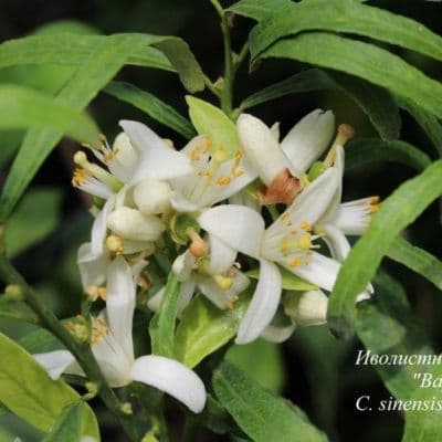 Апельсины \ C. Sinensis