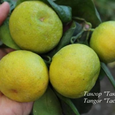 Тангор \ Tangor