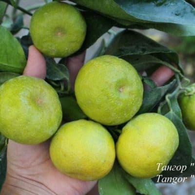 Тангор \ Tangor